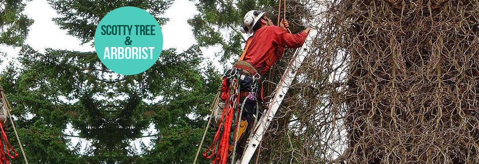 Scotty Tree Service & Arborist Service - ISA Certified Arborist®
